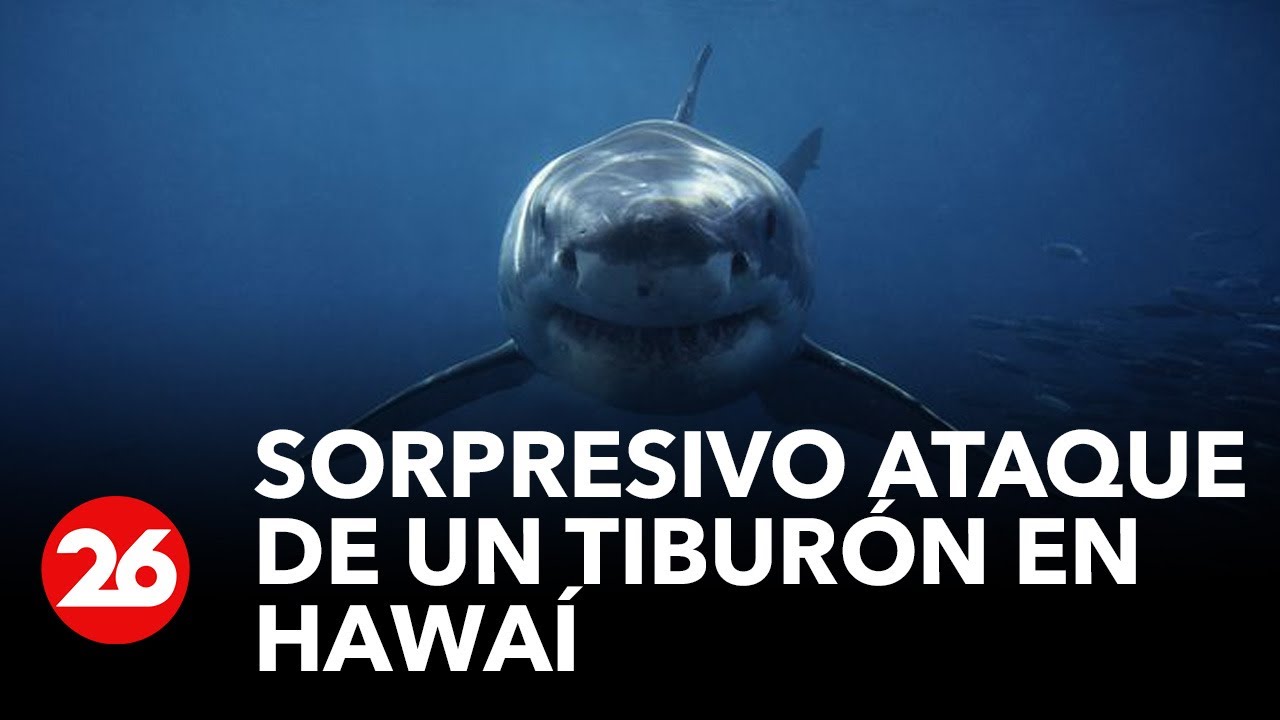 ESTADOS UNIDOS | Sorpresivo ataque de un tiburón en Hawái - YouTube