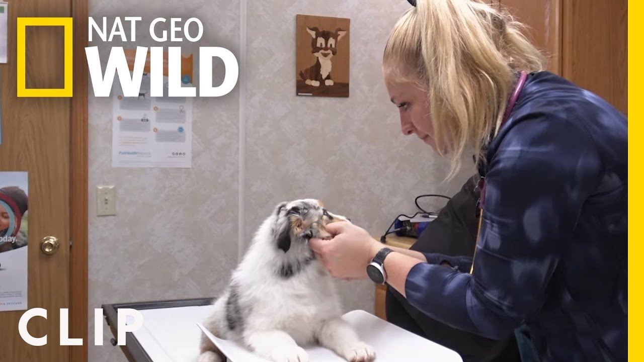 Aussie Puppies Go for a Check Up | The Incredible Dr. Pol - YouTube