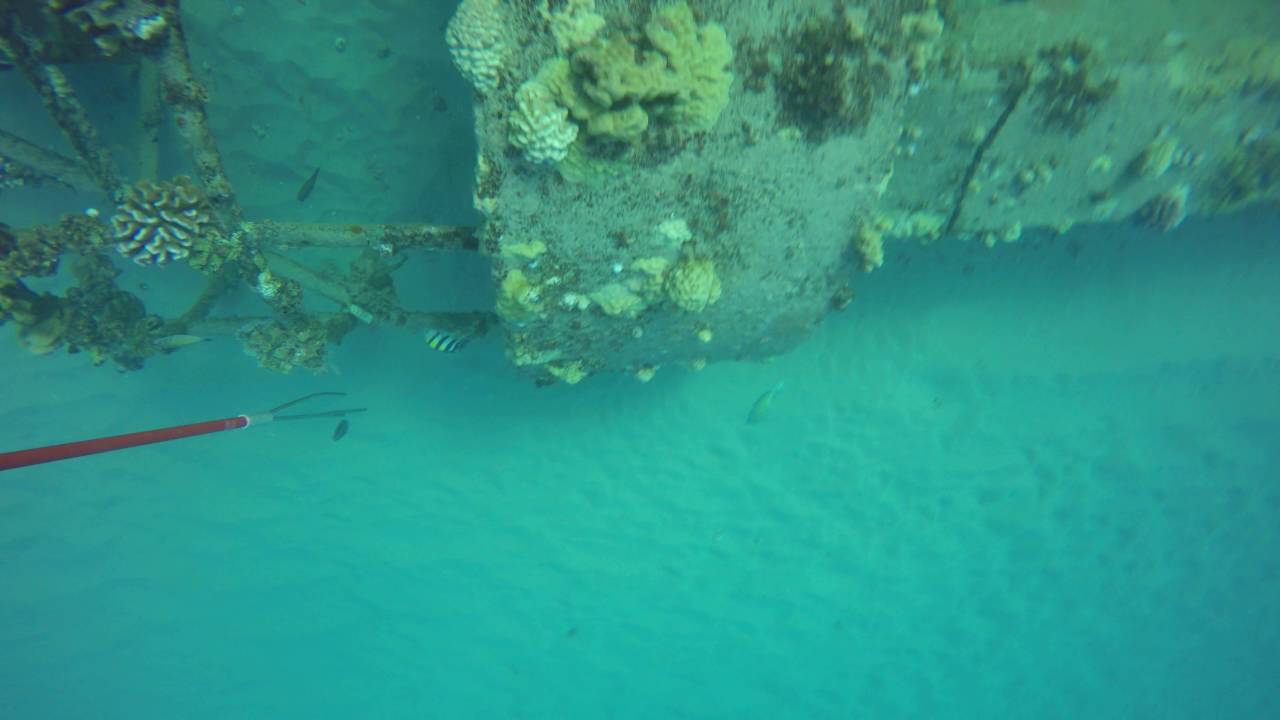 OAHU, HAWAII - Spearfishing Electric Beach Pipes - Oct 2015 - YouTube