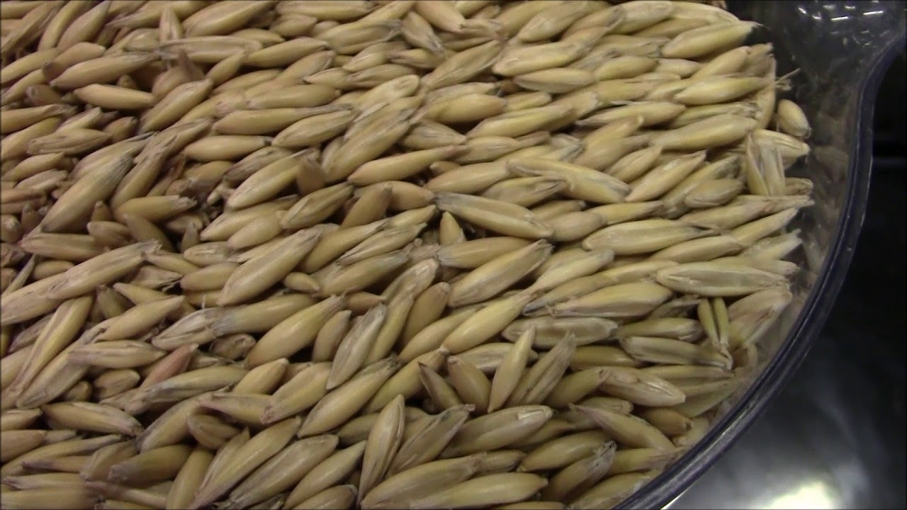 Oat Dehuller FULL HD - YouTube