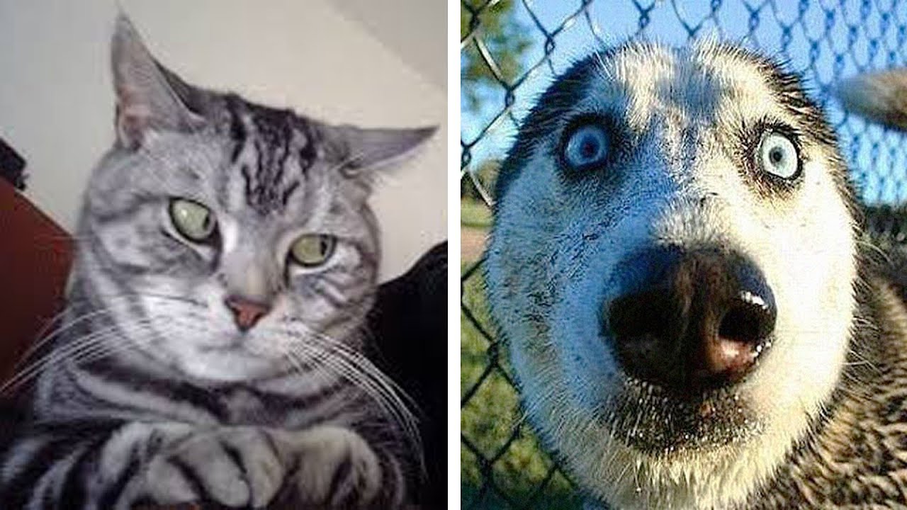 Funniest Animals Ever 🤣 Awesome Funny Moment Of The Animals #7 - YouTube