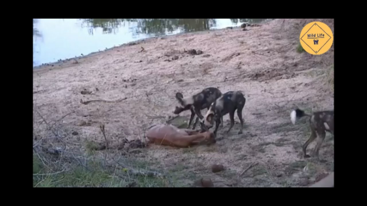 wild dogs attacking - YouTube