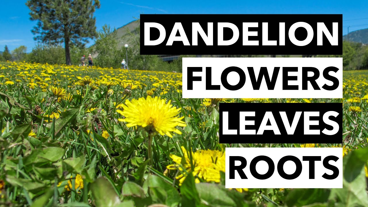 Wild Edibles with Sergei Boutenko: Dandelion–Taraxacum Officinale ...