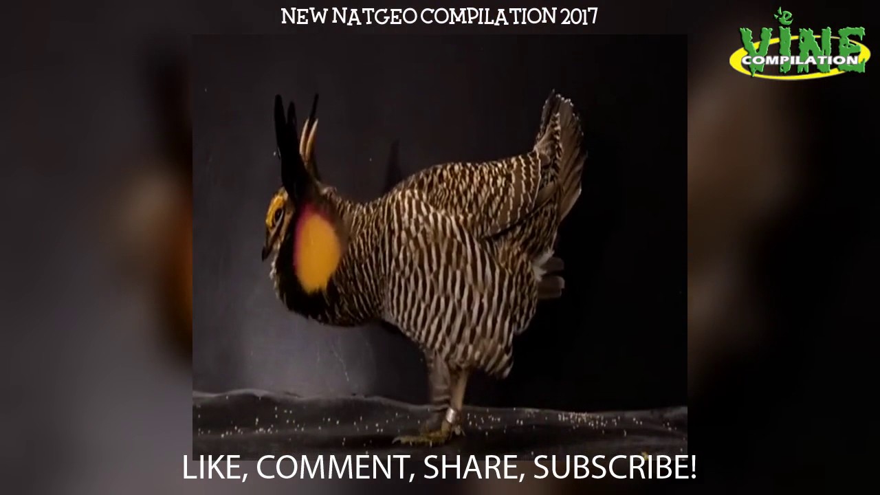 New natgeo Instagram Compilation 2017 - YouTube