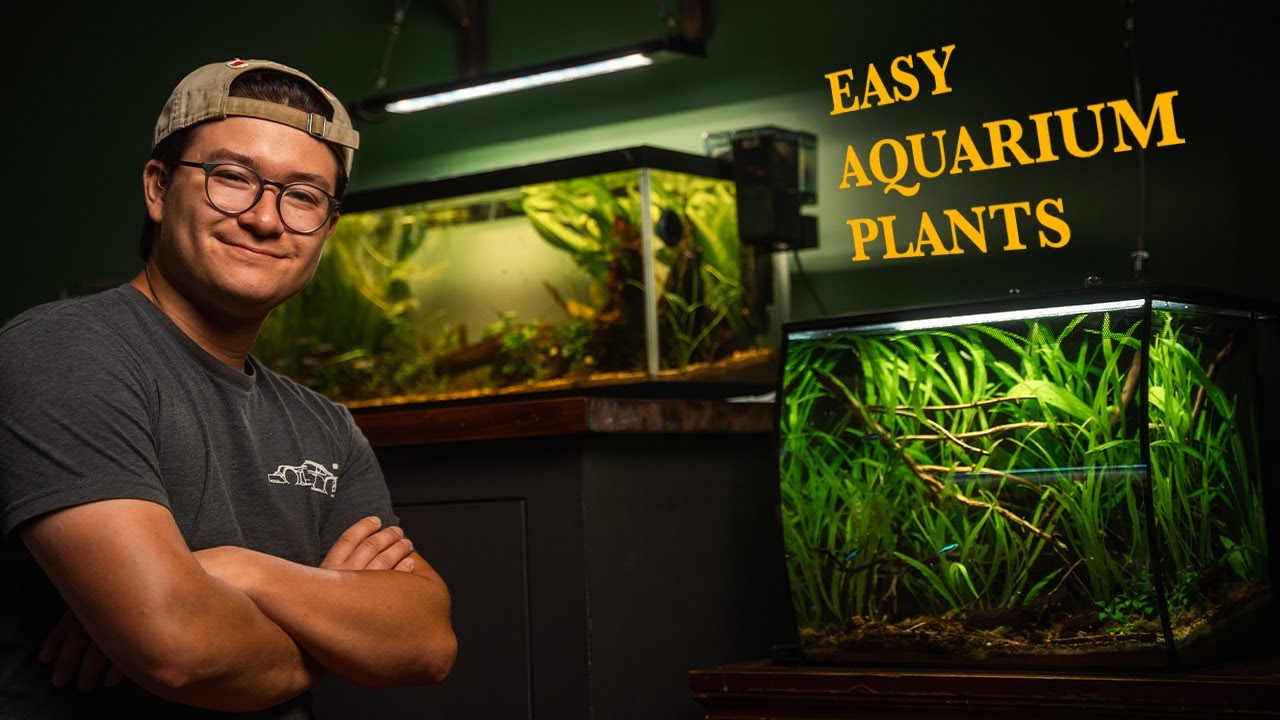 3 Easy Planted Aquarium Plants that I LOVE! - YouTube