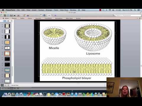 Macromolecules Part V - YouTube