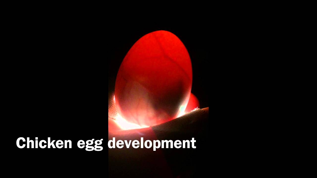 Chicken Egg- Candling 11 day old egg (embryo movement) - YouTube