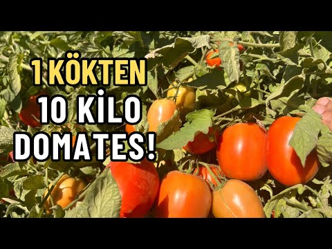 BİR KÖKTEN NASIL 10 KİLO DOMATES ALDIK! (Bu Bitkiyi Temmuz Krizinden Nasıl Kurtardık?)