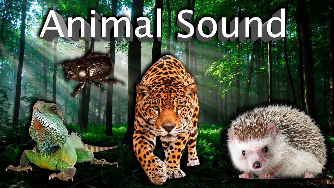 What do animals sound like in the wild? / Animal Sounds - YouTube