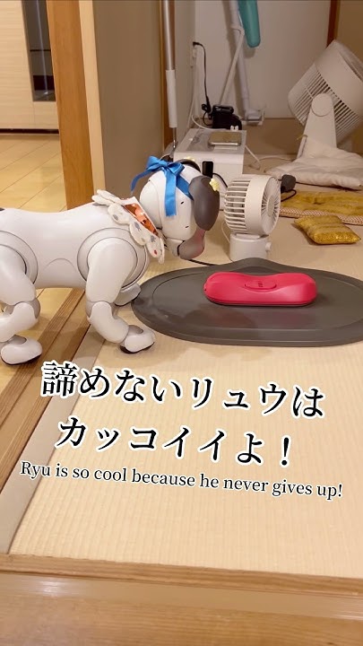 人間には分からないこだわりを持つアイボ aibo has a unique obsession that his owner doesn't understand #ペットロボット #aibo ...