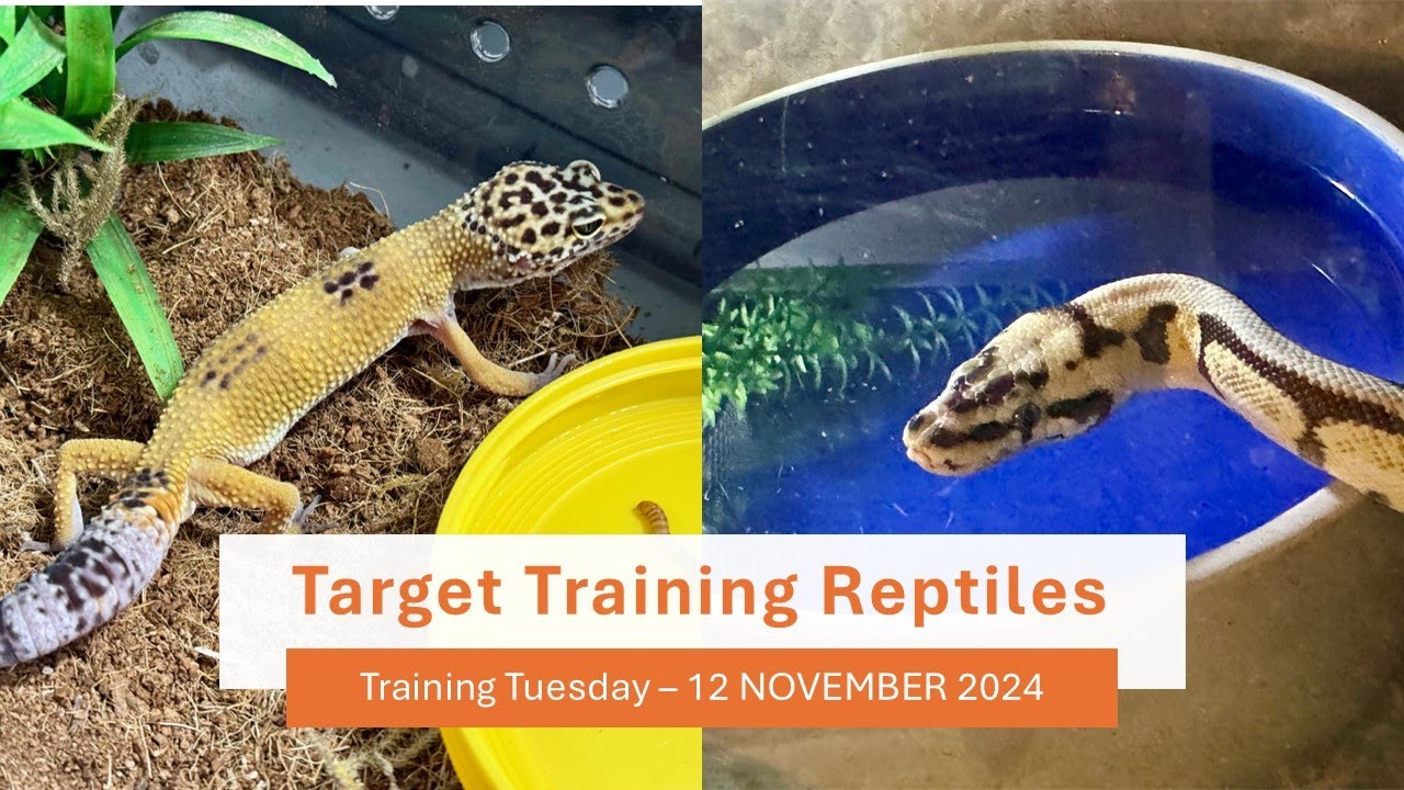 Training Reptiles: 🐍Training Tuesday Edition 12 November 2024 - YouTube