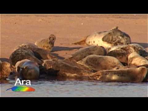 seal colony aberdeen scotland - YouTube