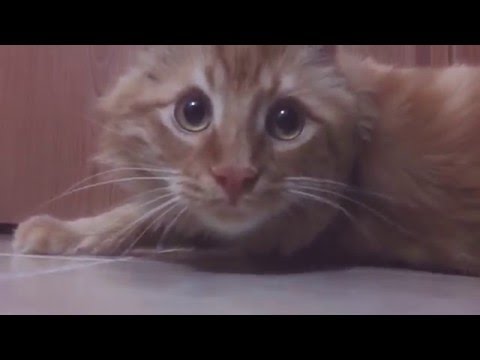 Vahşi kedi saldırısı.