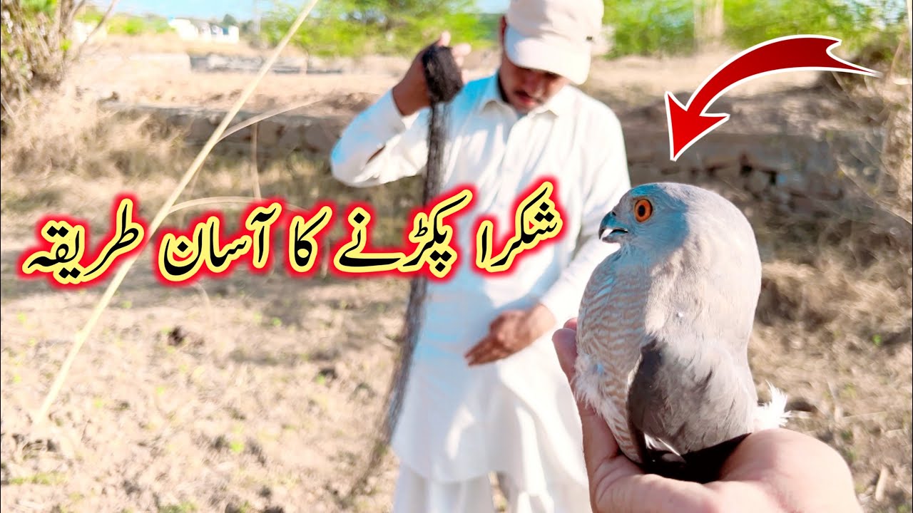 How To Trap Shikra, Basha, Goshawk and Red Naped Falcon with Daho Gazza ...