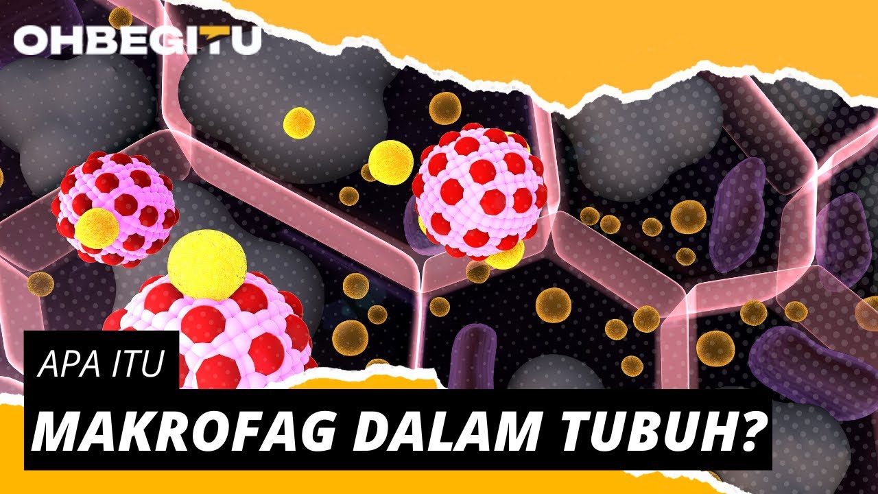 Apa itu Makrofag (Polisi) dalam Tubuh? - YouTube