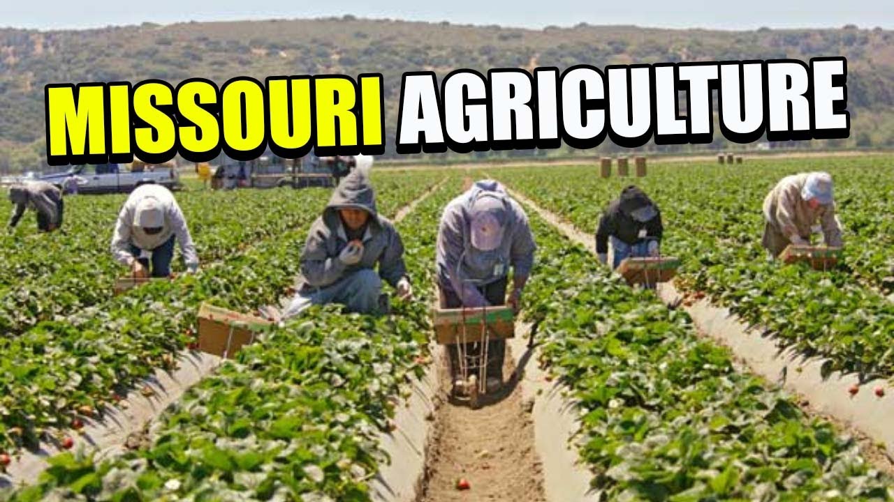 How Missouri Farmers Use 27.5 Million Acres Of Farmland And 93,000 ...