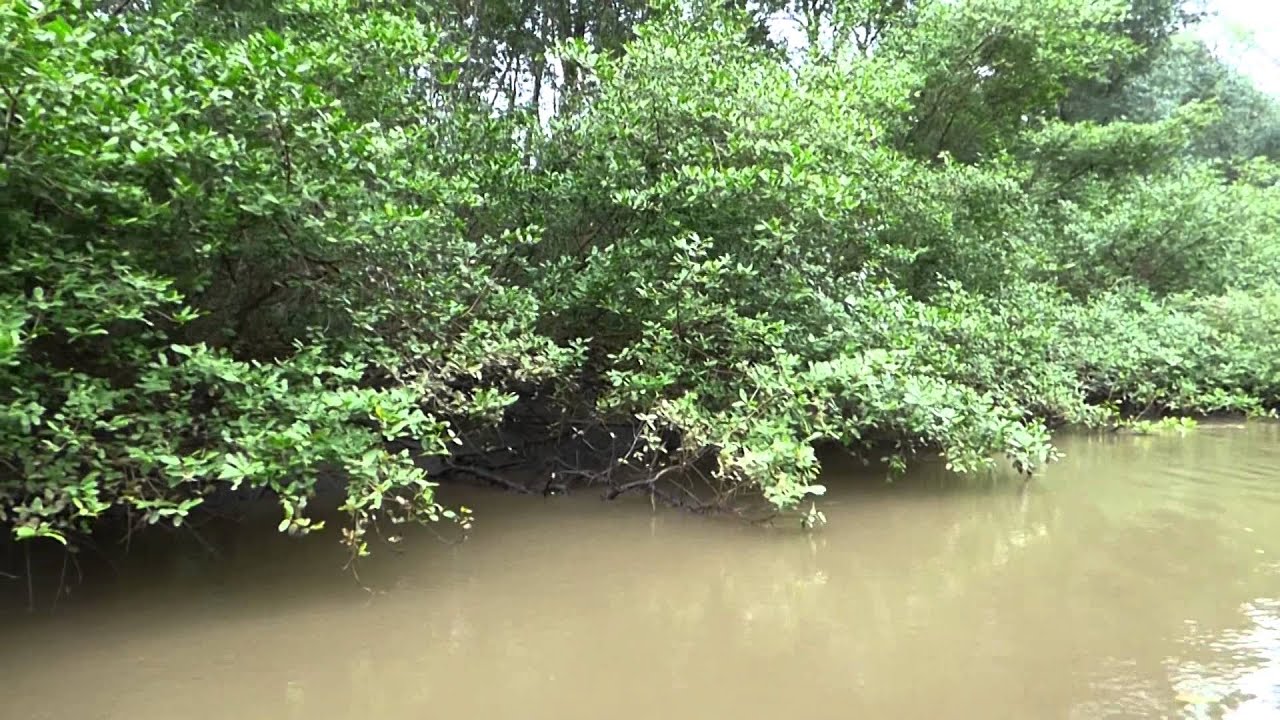 Manglares del estuario de río Grande - YouTube