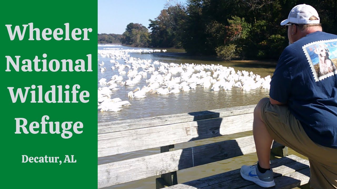 Wheeler National Wildlife Refuge - Decatur, AL - YouTube
