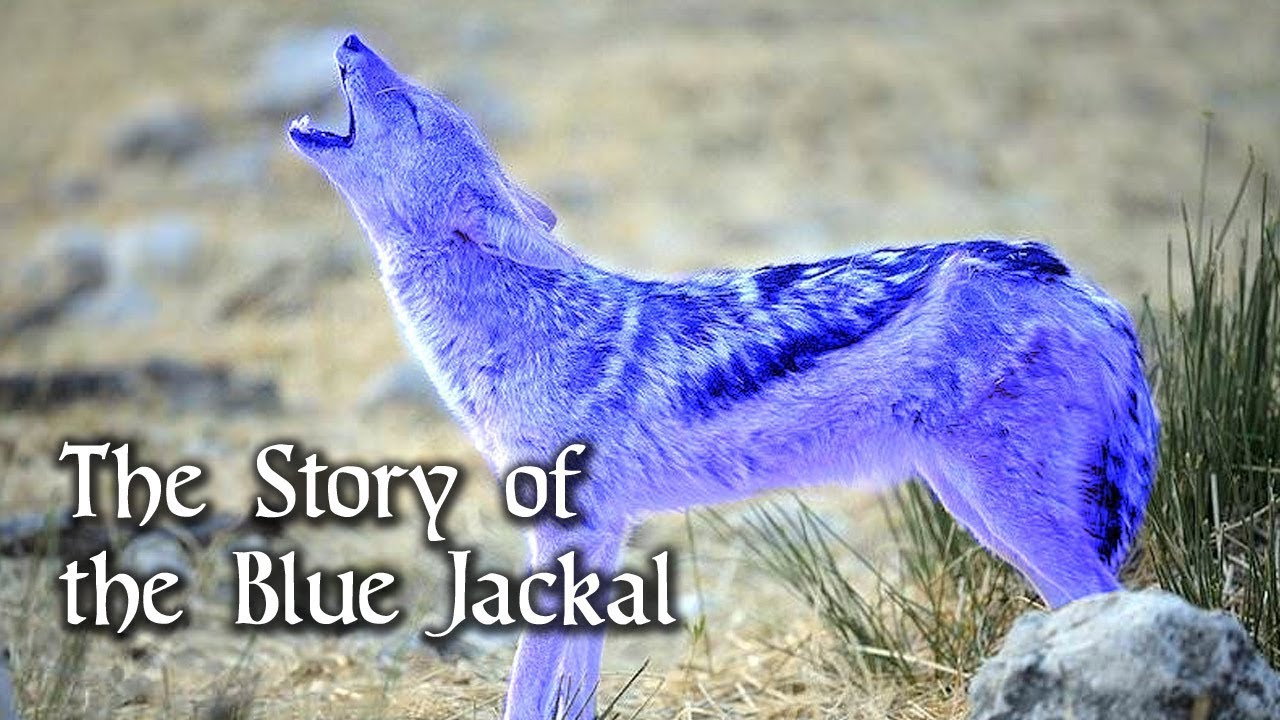 The Story of the Blue Jackal - YouTube