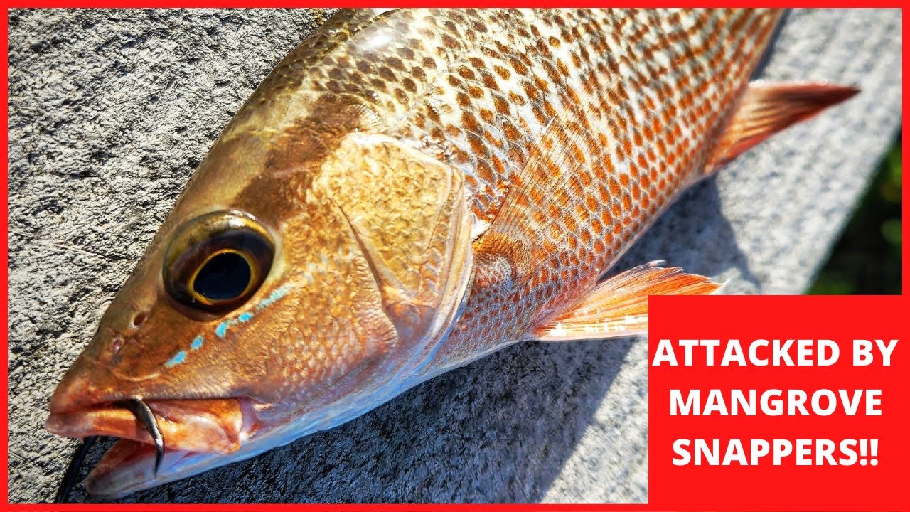 How To Catch Mangrove Snapper in Florida (tons of fish) - YouTube