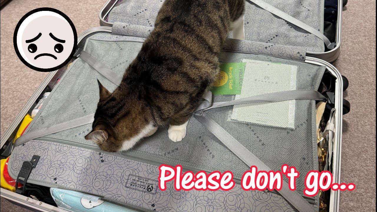 My Cats. The reason I cannot leave the house for long.#cute # ...