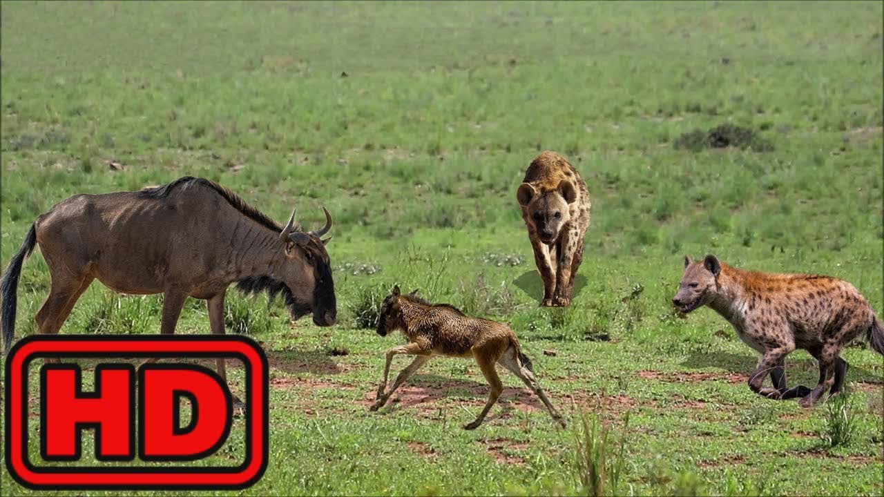 PERDIÓ el BEBÉ ÑU ESCAPAR DE las HIENAS de la CAZA Y VOLVER CON la ...