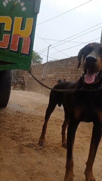 keleya ta khada keleya da mul da #doberman #dog #trending #viral # ...