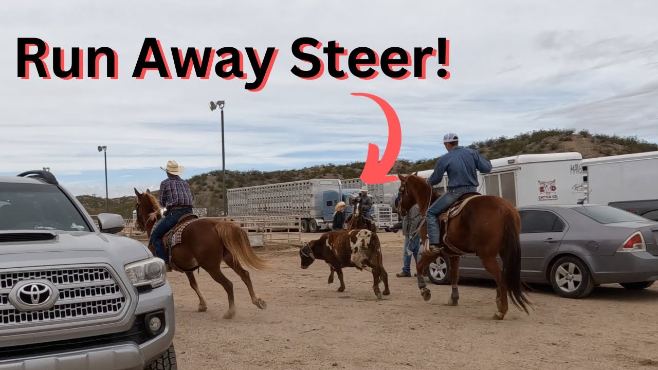 Vlog- San Carlos Trailer Roping - YouTube