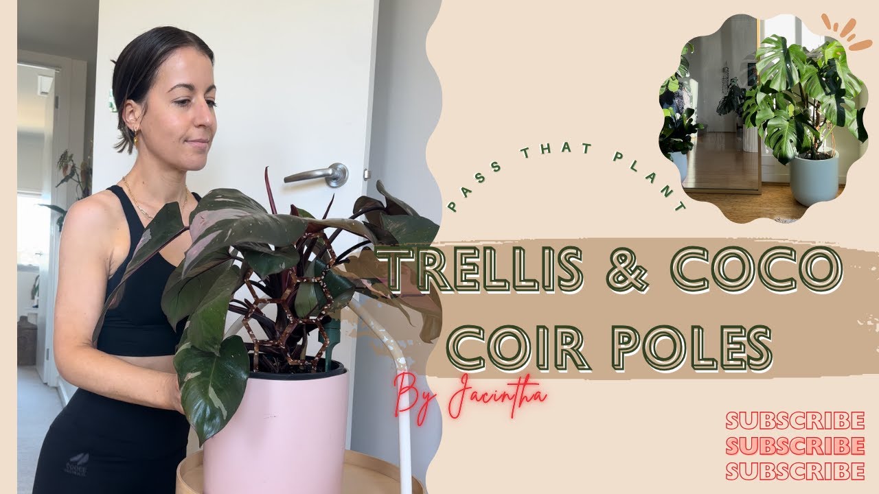 How to use plant trellis and coco coir poles for bigger and better ...