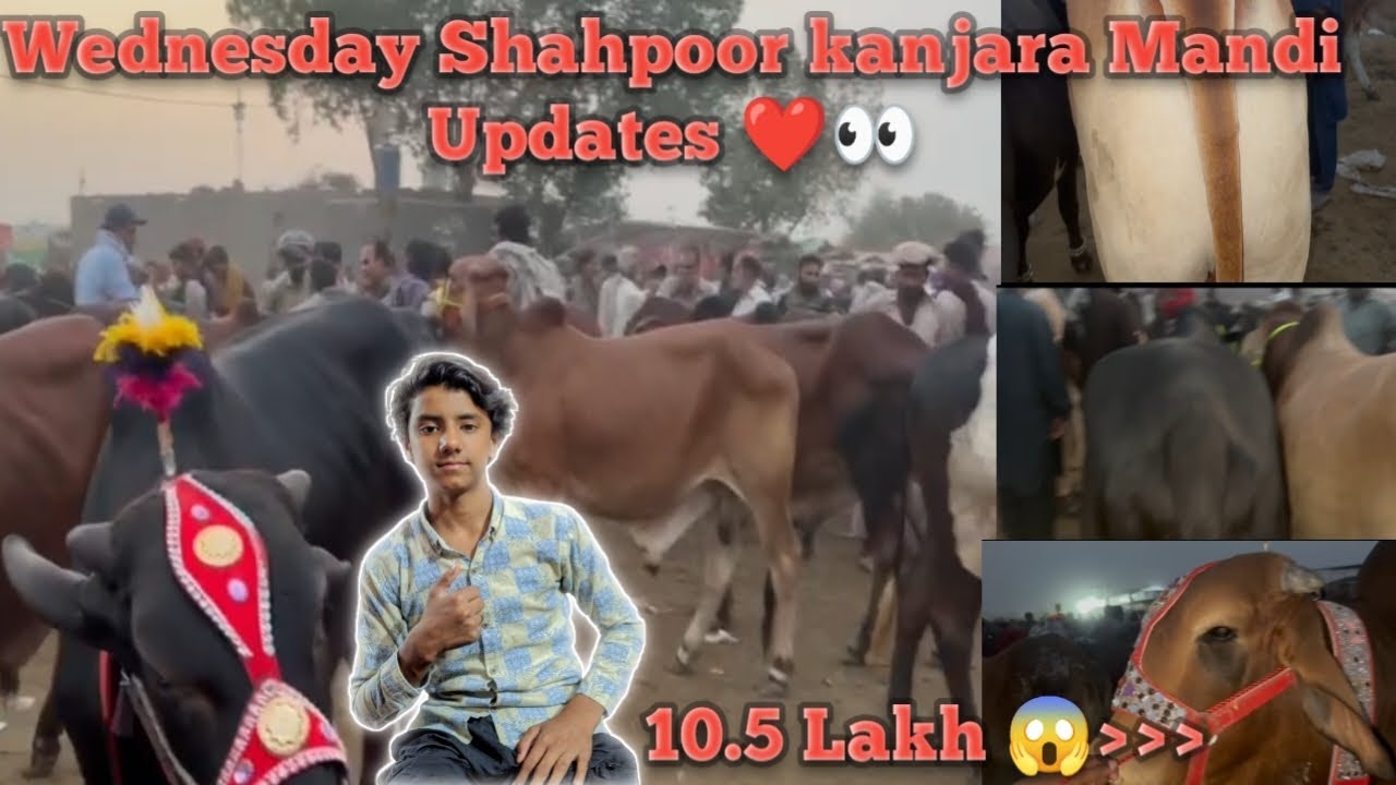 Shahpoor Kanjara Mandi Updates ️ Wednesday 😊 ️ - YouTube
