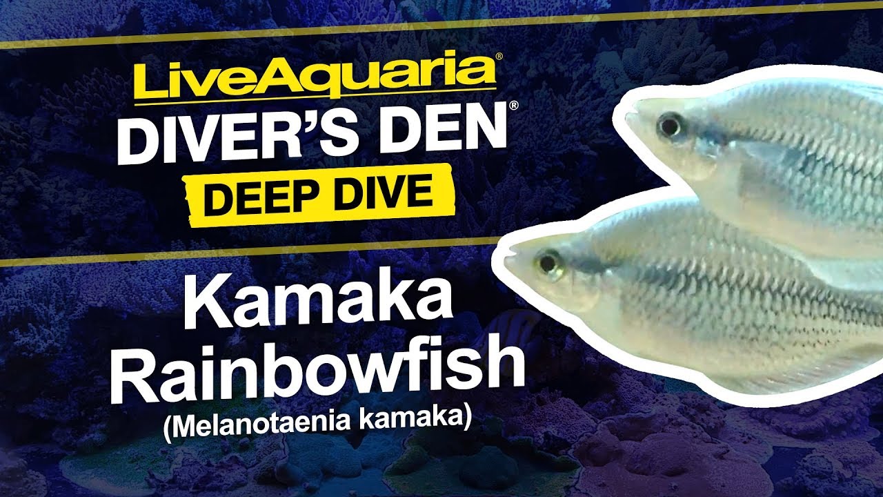 LiveAquaria® Diver’s Den® Deep Dive: Kamaka Rainbowfish (Melanotaenia ...