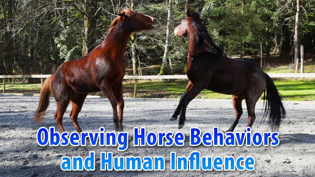 Observing Horse Behaviors and Human Influence - YouTube