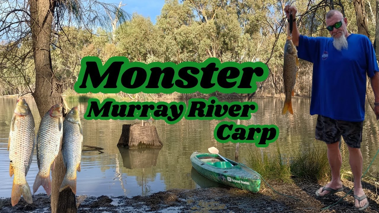 Catching MONSTER CARP on the MURRAY RIVER - Crazy Carp Fishing - YouTube