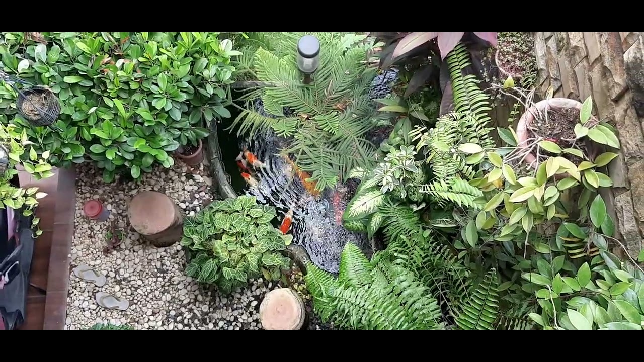 Kolam Koi Kami - YouTube