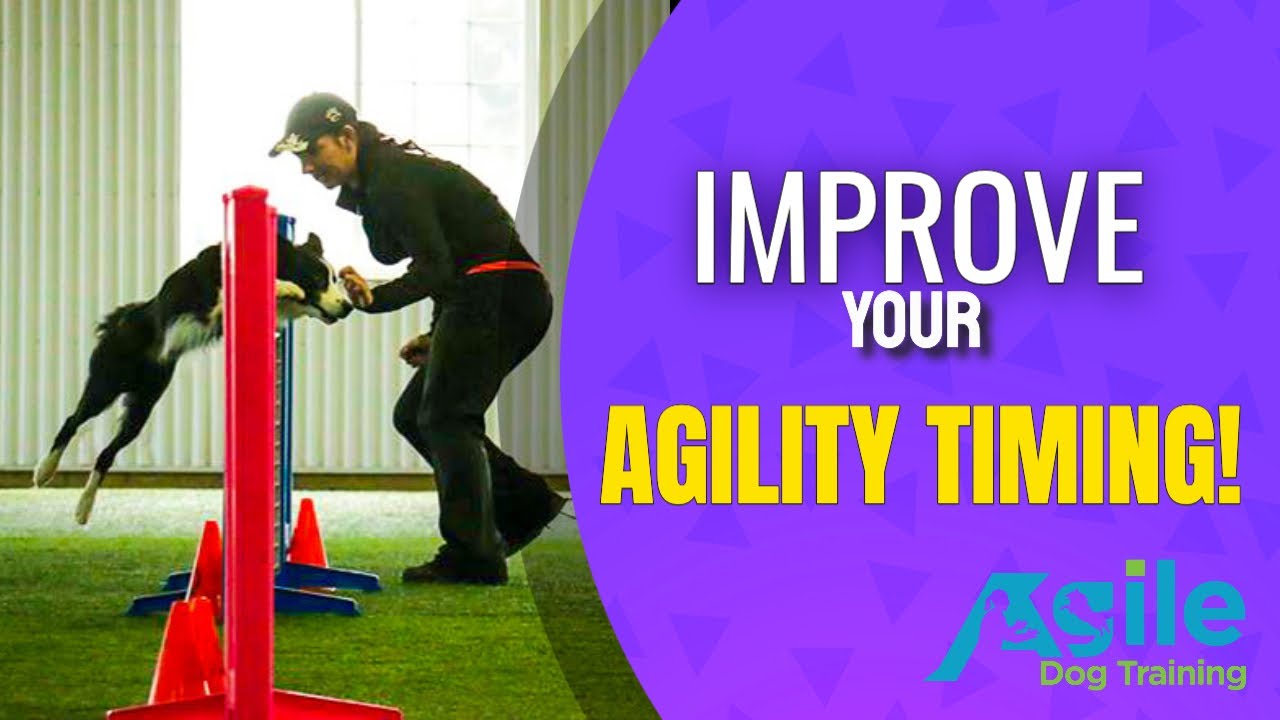 Improve Your Dog Agility Timing - YouTube