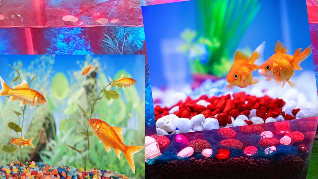 Fish 🐠 Tank Decaration Ideas(With Natural ☘️ Plants,Gross ) 🐟 Fish Tank ...
