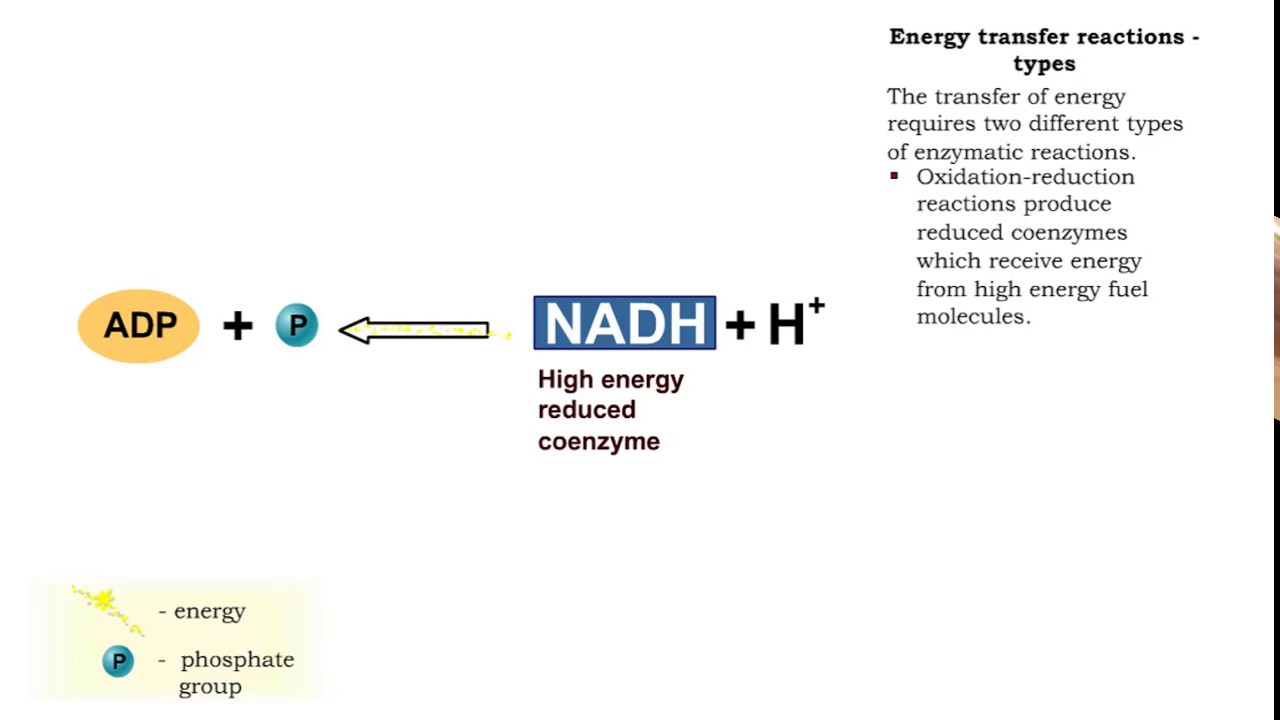 Types of energy transfer reactions: oxidation-reduction reactions and ...