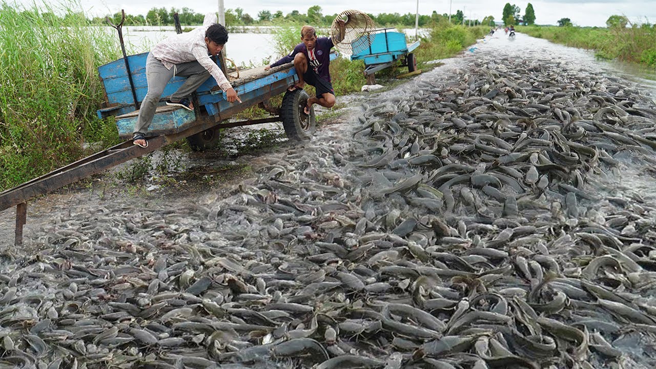 wow! amazing! Catching A lot Catfish on the Road Flooded-Amazing A lot ...