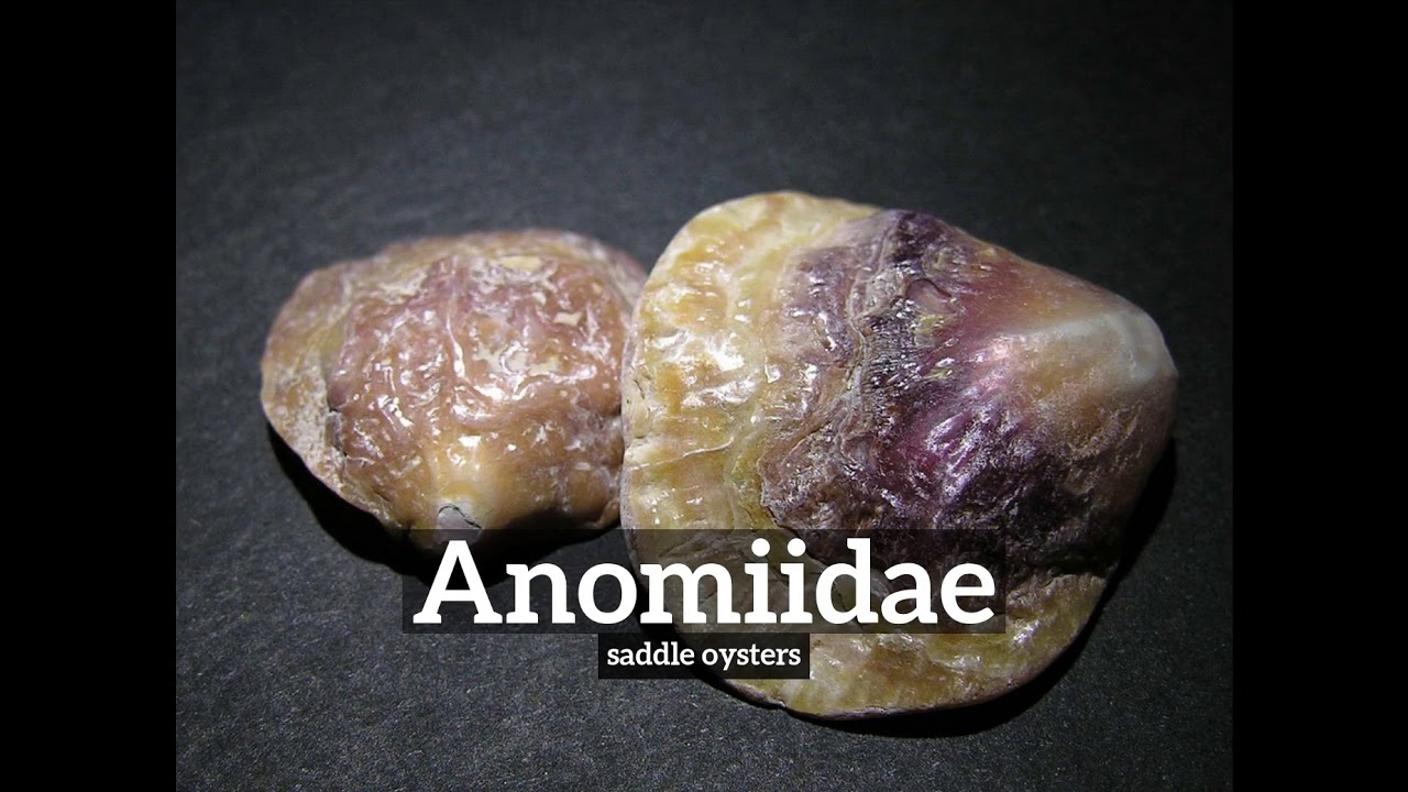 How Does Anomiidae Look? | What is Anomiidae? | How to Say Anomiidae in ...