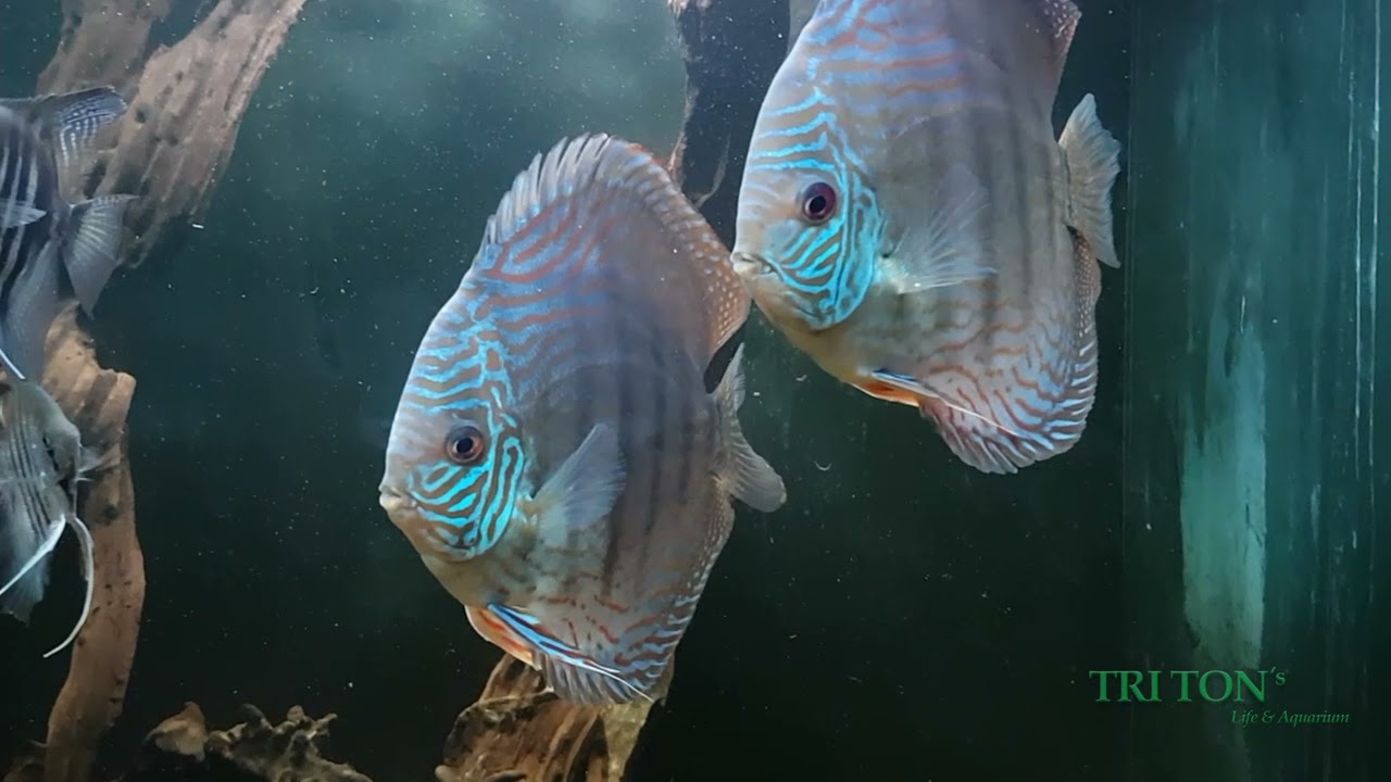 Relaxing Music & Aquarium | DISCUS & ANGEL FISH TANK | LE PHUNG DAN ...