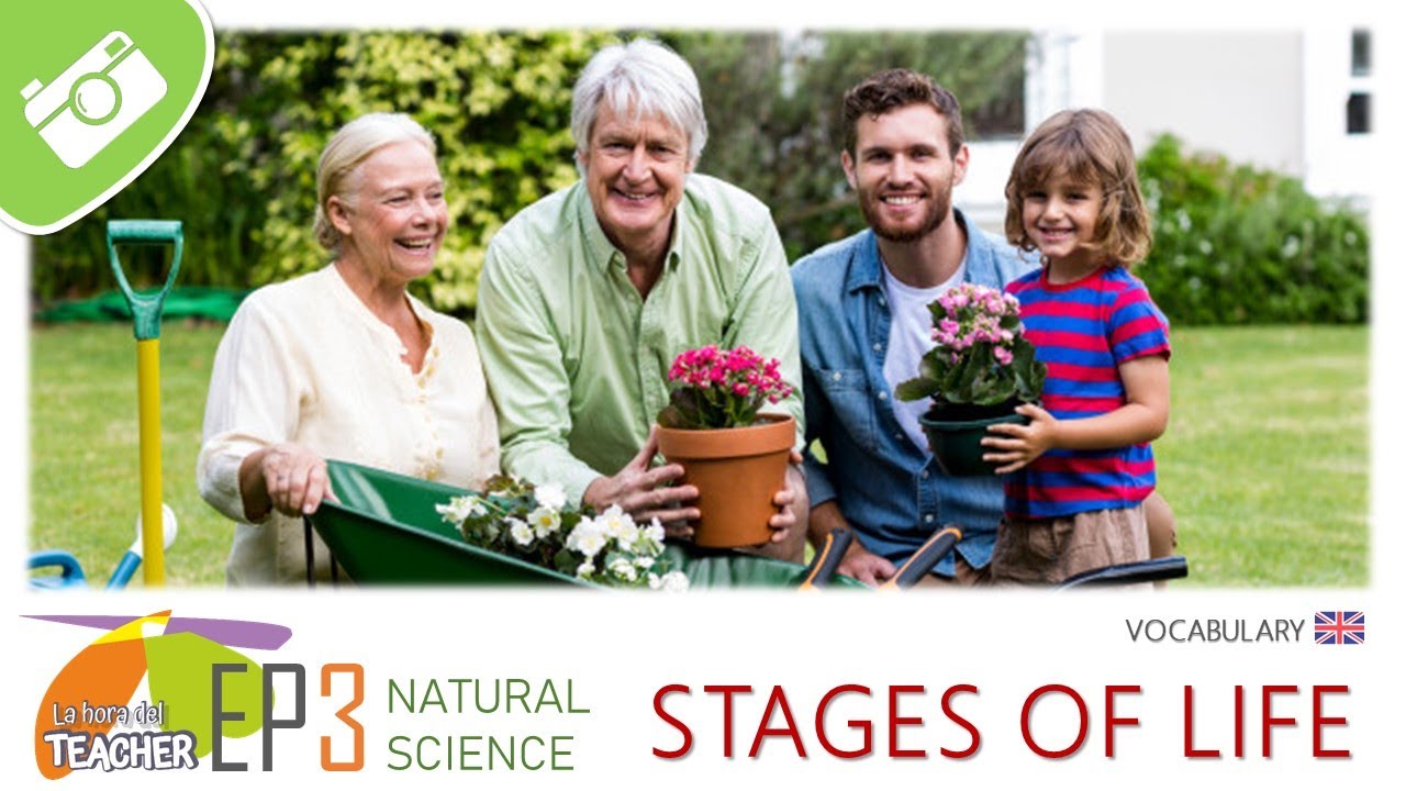 STAGES OF LIFE (vocabulary) | 3rd level - Primary Education - YouTube