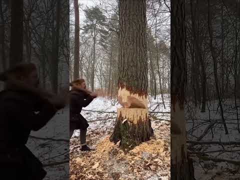The expert man cutting of tree || #cuttingskills #expert #woodworking #shorts