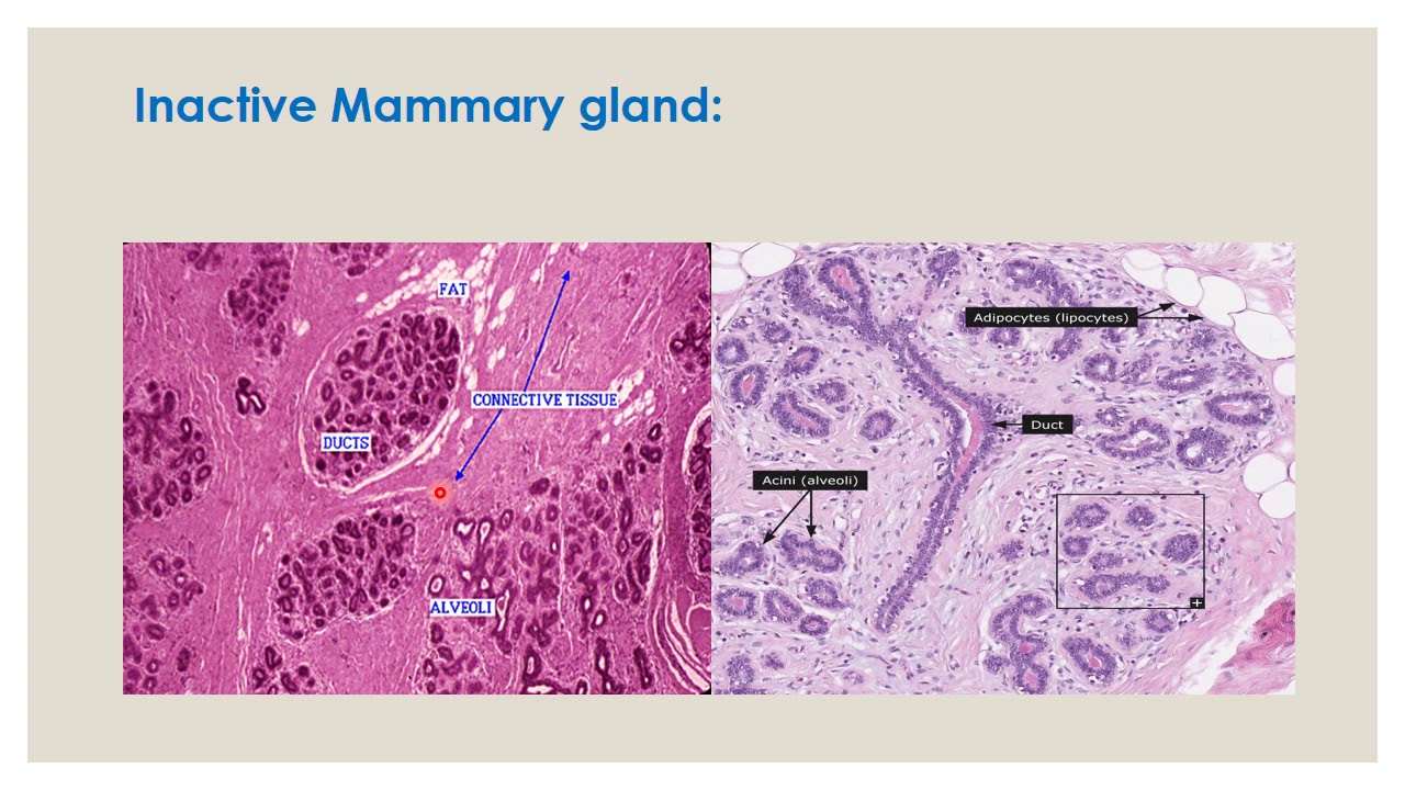 Histology of Integumentary System III - YouTube