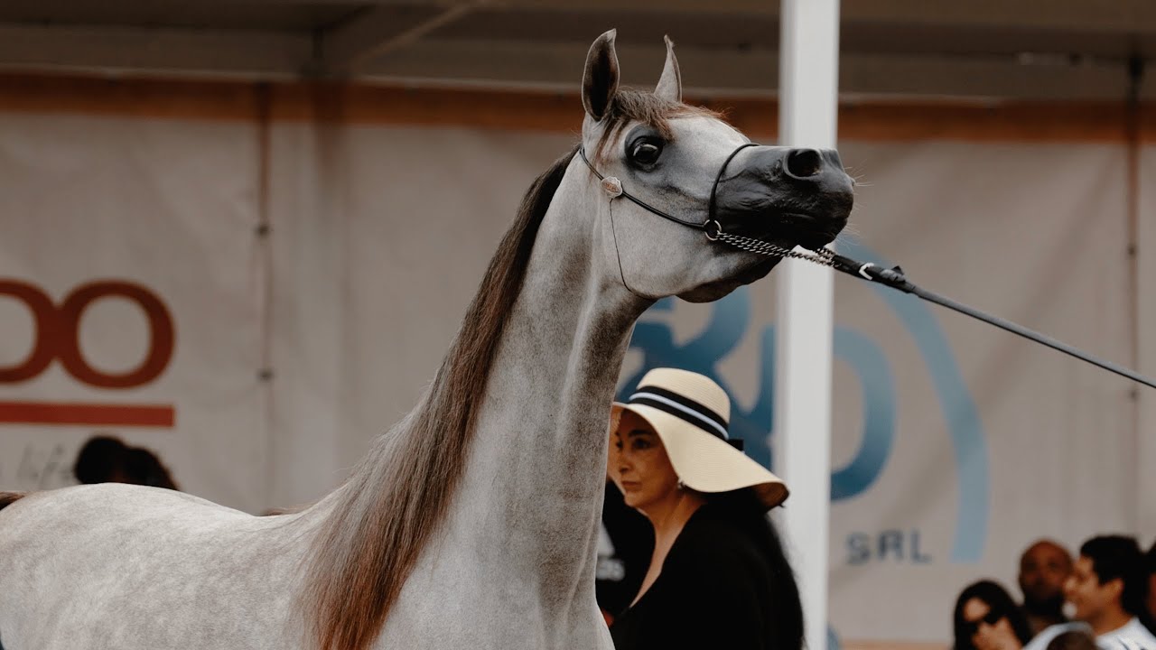 ELAFAAH MCA - (AJ Mardan x Najaa Ashiraf), 2021 Grey Filly - YouTube