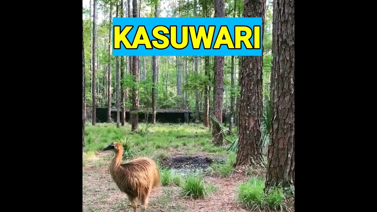 Kasuwari #wildlife #animals - YouTube