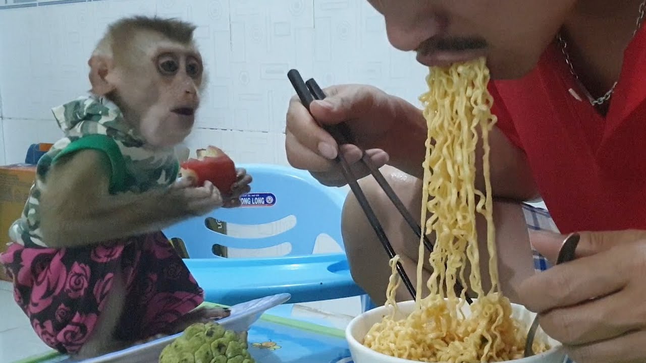 Monkeys Eat Shrimp Noodles And Dad Loves Sam Every Day - YouTube