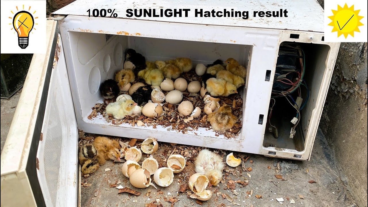 DIY - Own Incubator hatching - Sunlight Own Incubator Hatching With 100 ...
