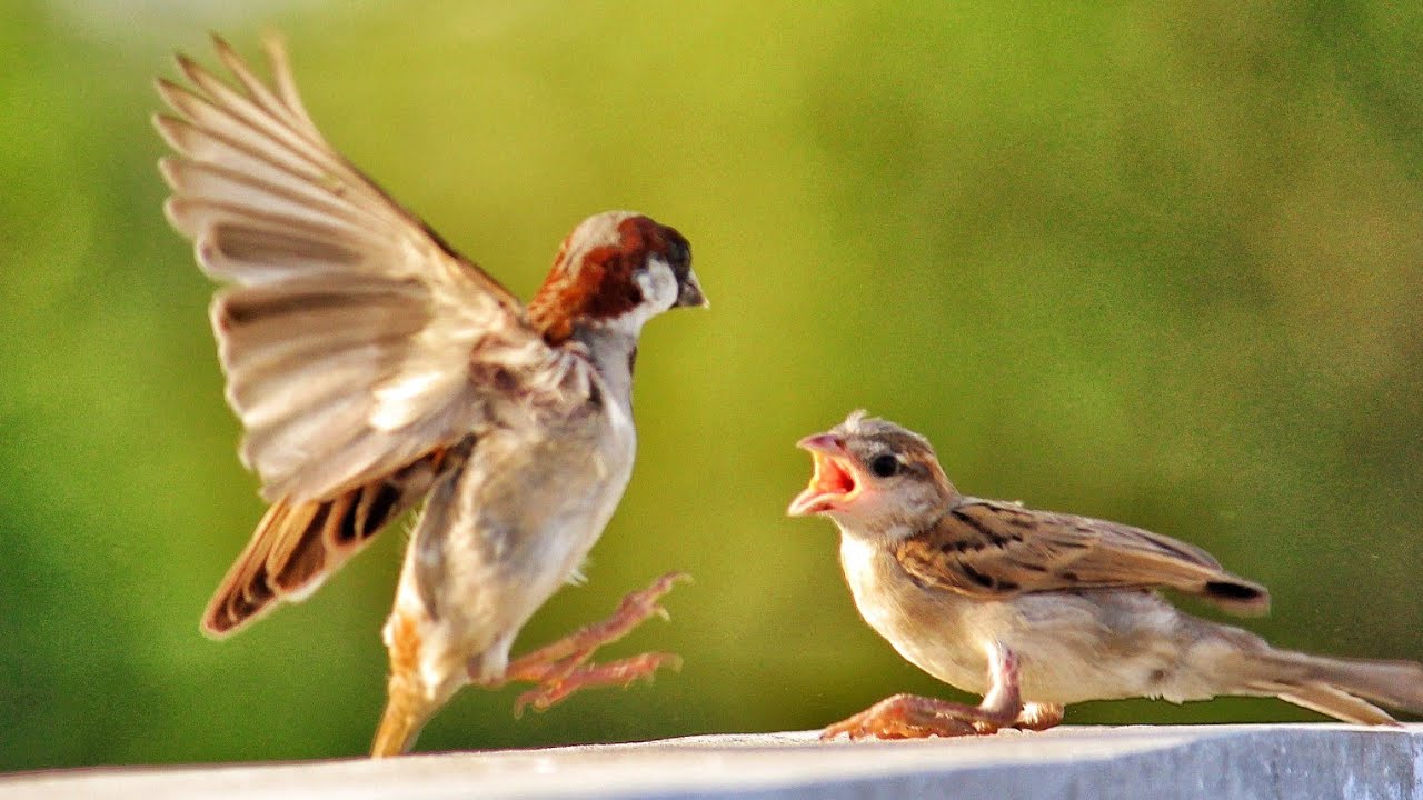 gauraiya chidiya। gauraiya chidiya kya khati hai। goraiya chidiya। asli ...