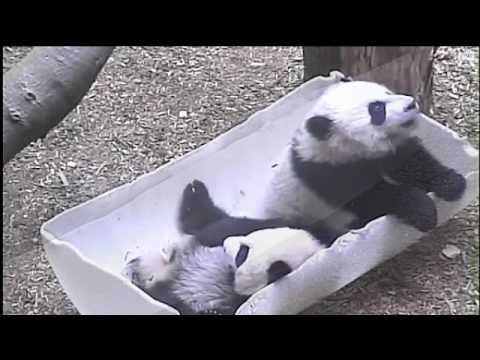 Atlanta Twin Baby Pandas Playing in a Barrel 03-06-17 - YouTube