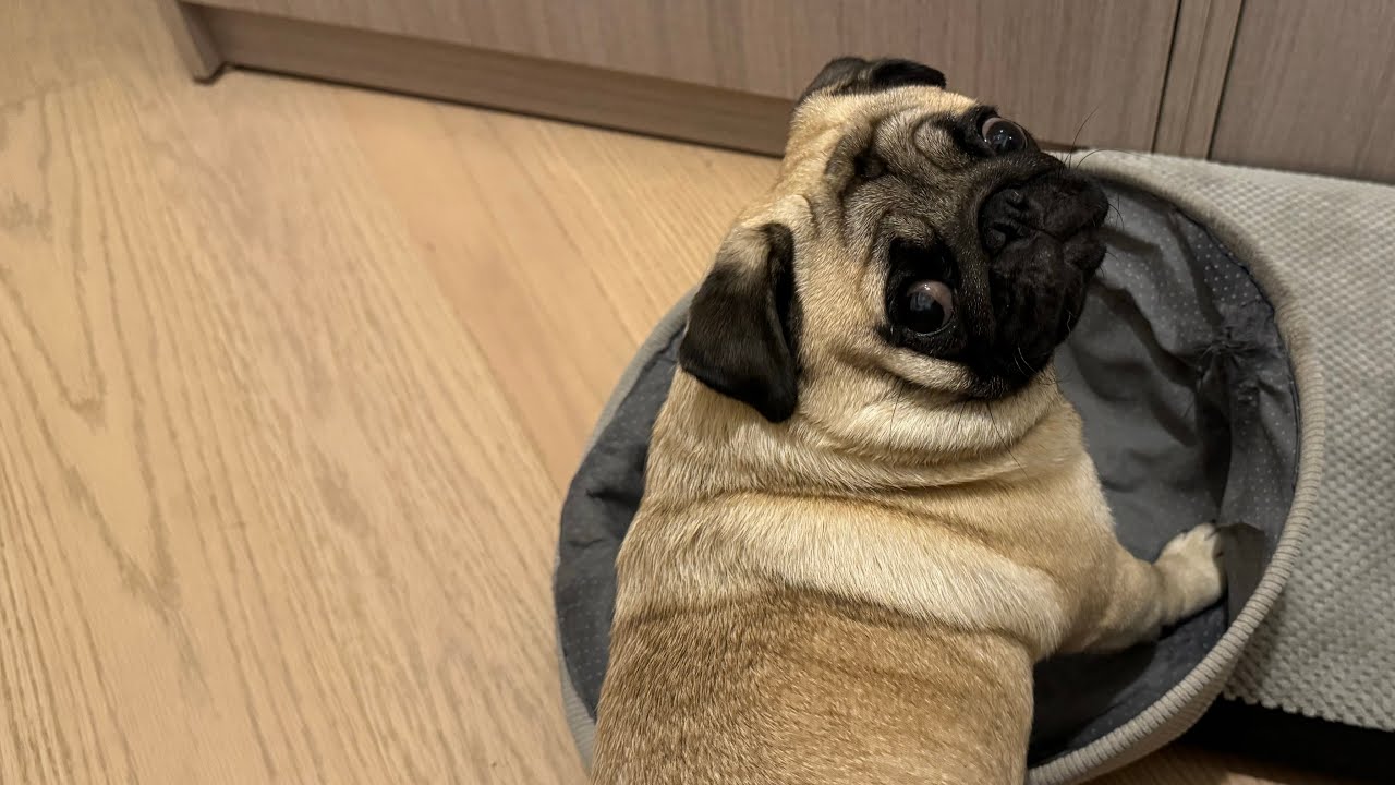 Bed or Pancake? | Poogie the Pug - YouTube